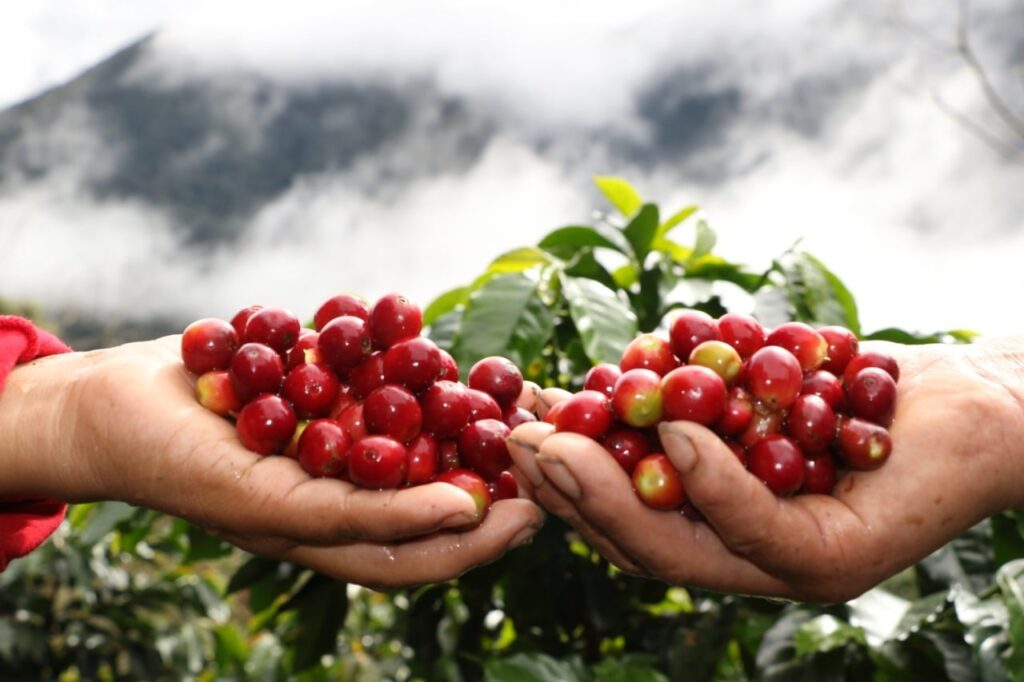 The Peruvian Coffee - Colca Canyon Tours from Arequipa | Full Day & 2 ...