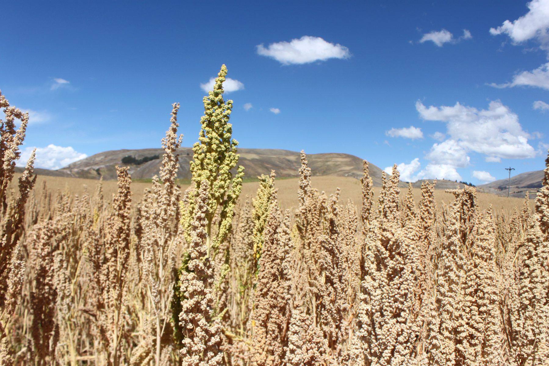 The Peruvian Quinoa - Colca Canyon Tours from Arequipa | Full Day & 2 ...